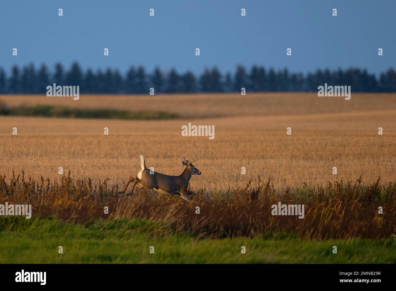 Whitetail buck running hi-res stock photography and images - Alamy