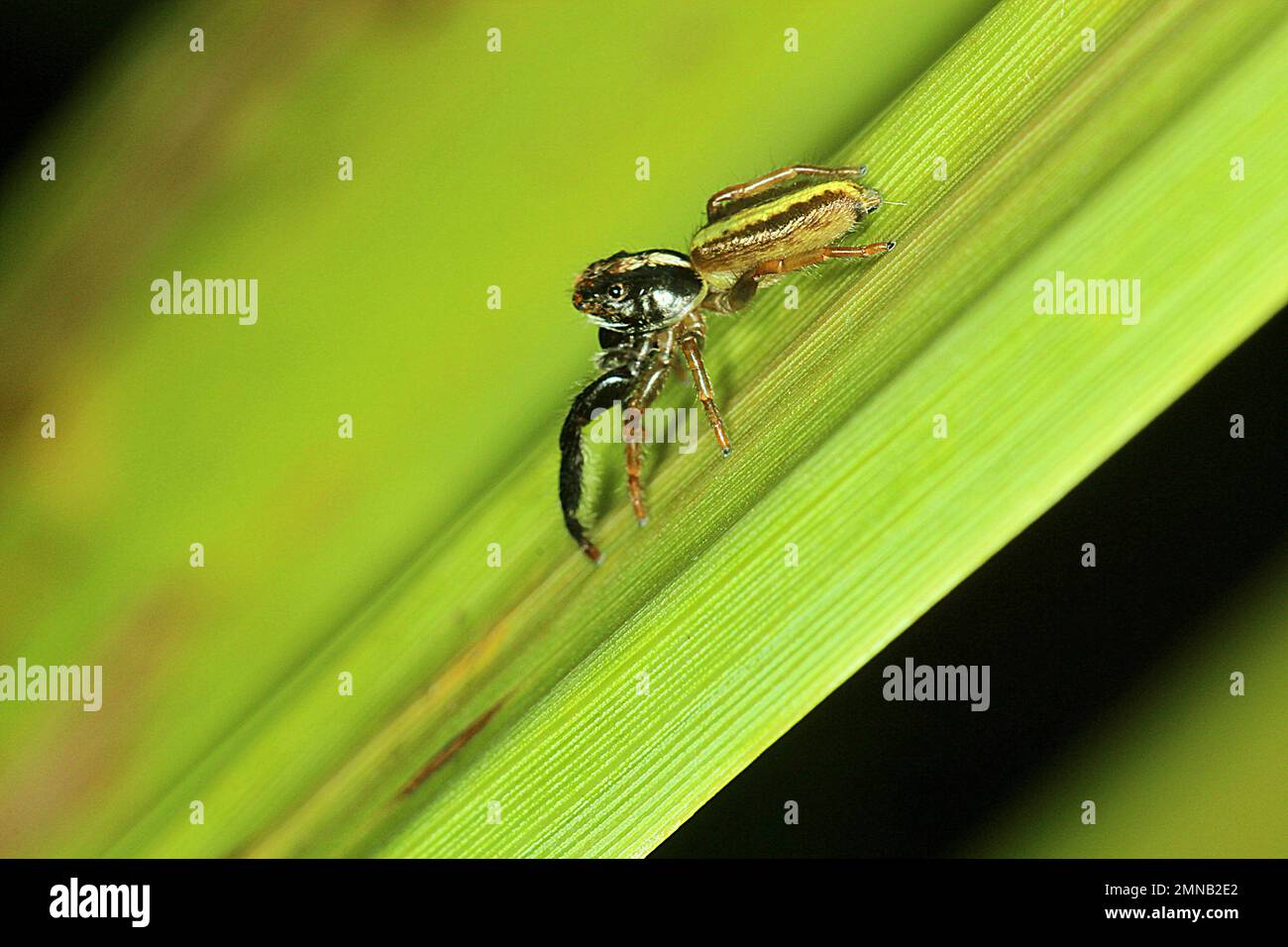 Black headed jumping spider (Trite planiceps Stock Photo - Alamy