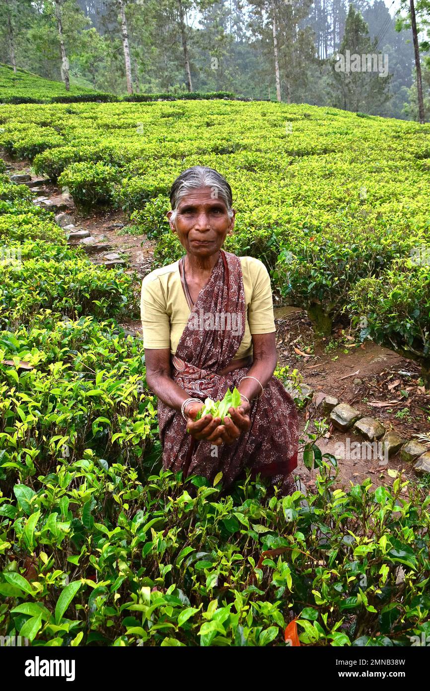 tea picking woman, Bluefield Tea Gardens, Bluefield Tea Factory, tea ...