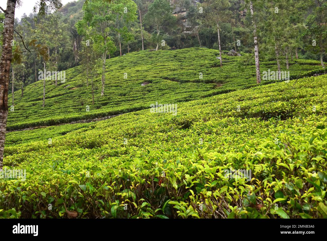 Bluefield Tea Gardens, Bluefield Tea Factory, tea plant, Teepflanze ...