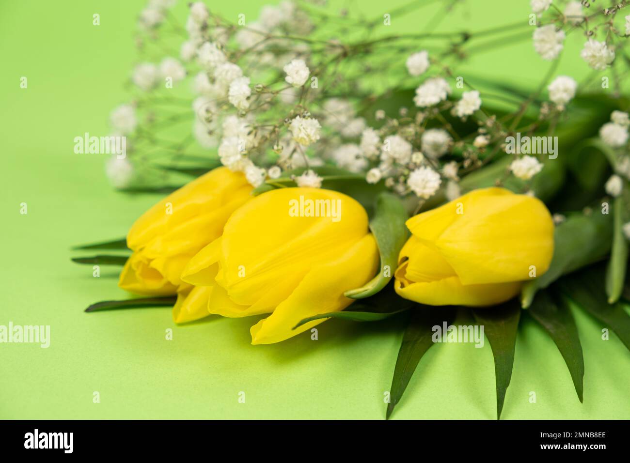 Bouquet of flowers of tulips and gypsophila on a green background ...