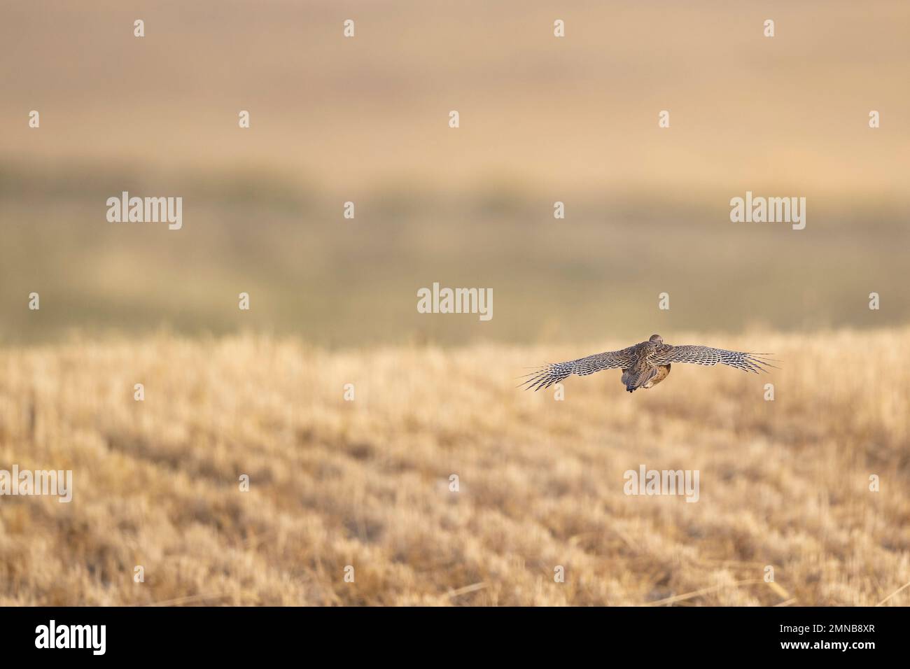 Pheasant flushing hi-res stock photography and images - Alamy
