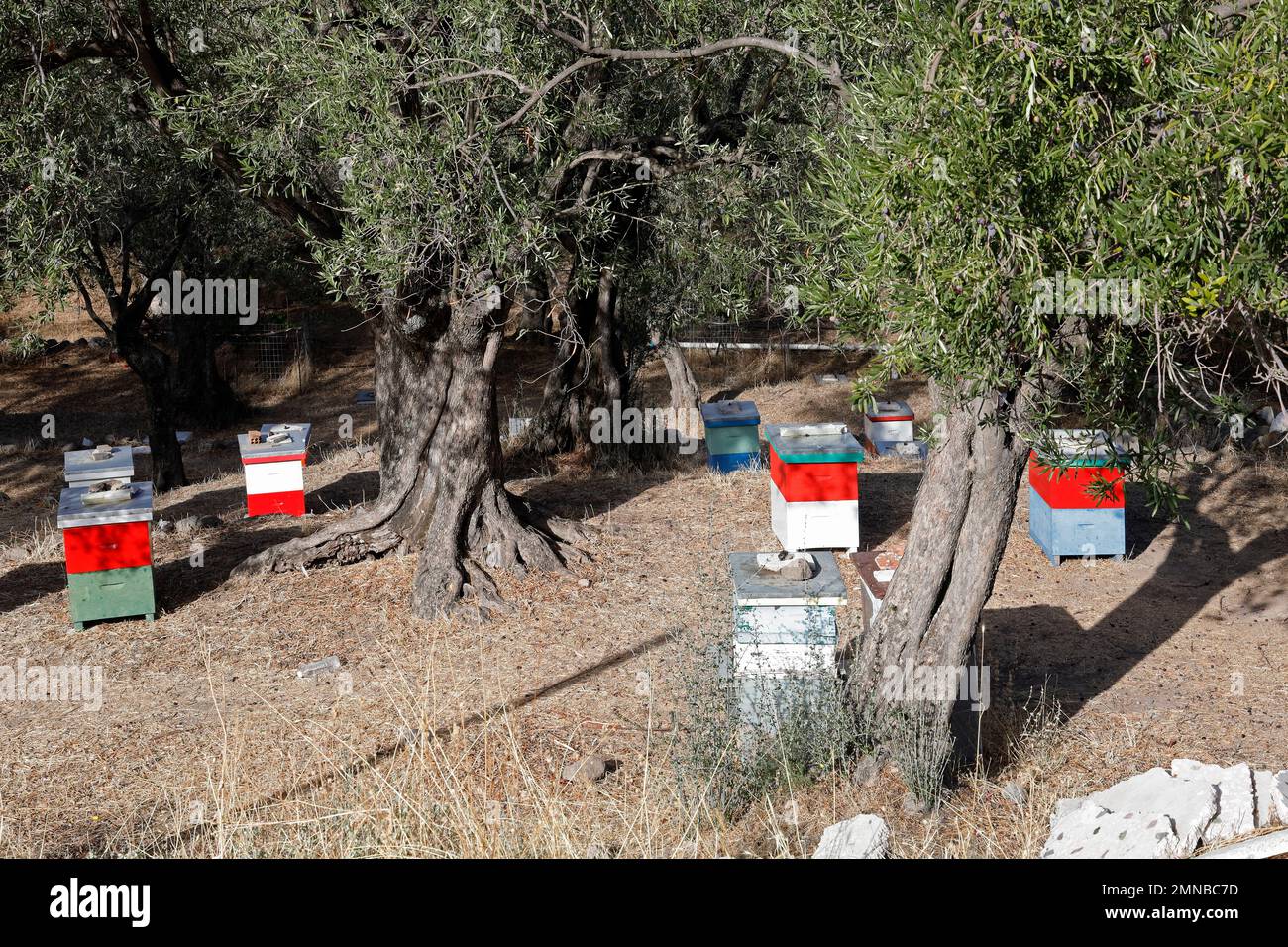 Beekeeping tourism hi-res stock photography and images - Alamy