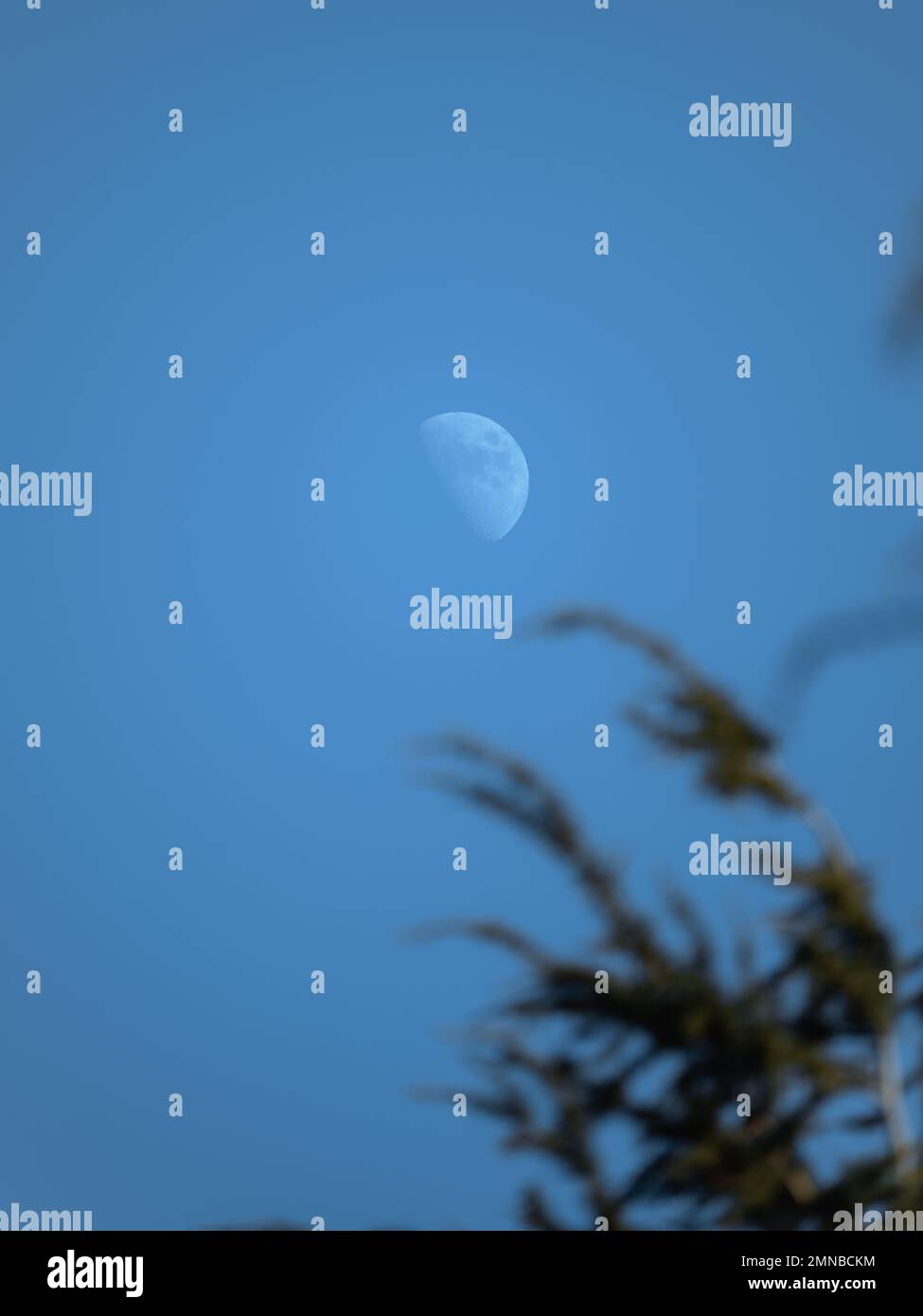 Moon between tree hi-res stock photography and images - Alamy