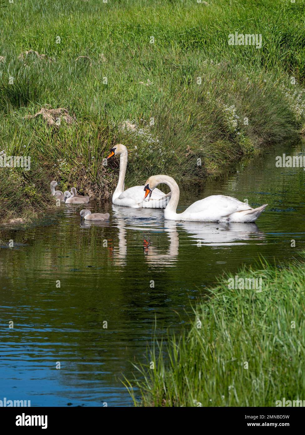 The swan family. Two swans with chicks on the stream, shore. Birds in ...