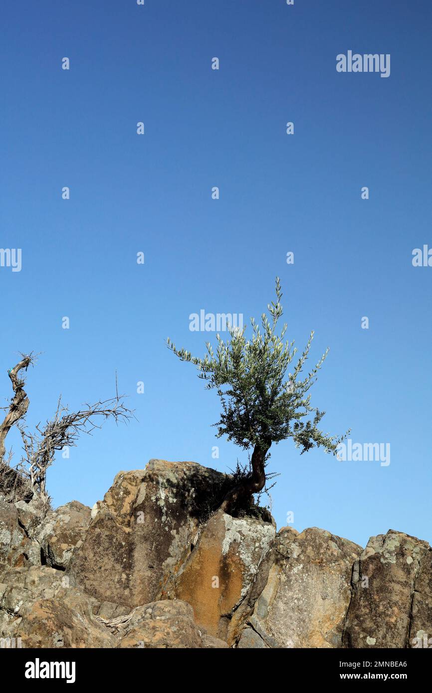 Tree cliff outline hi-res stock photography and images - Alamy