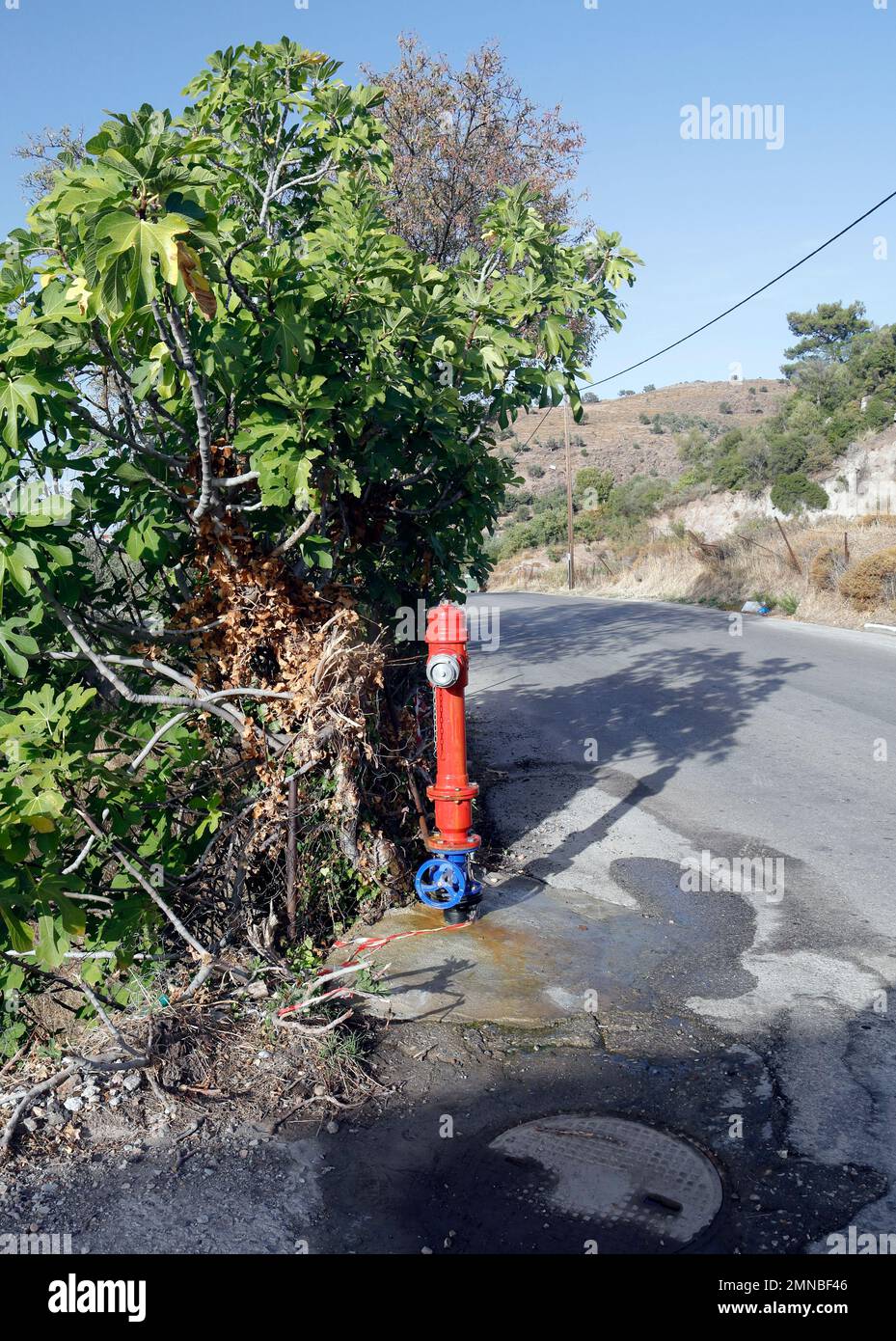 Leaking brightly coloured red fire hydrant under a fig tree by the side ...
