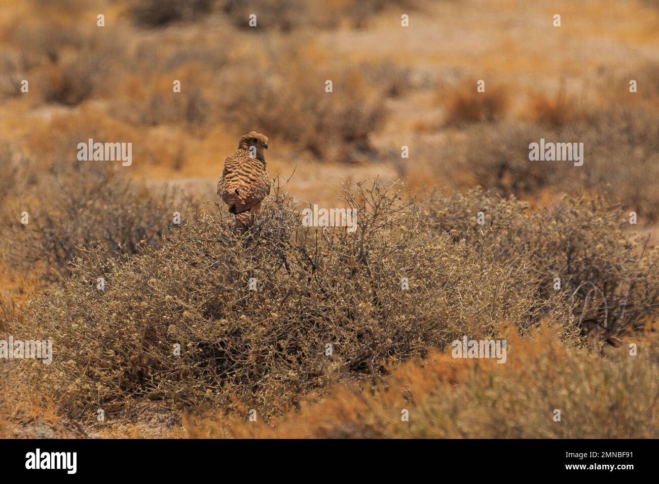 The greater kestrel in natural habitat in Etosha National Park. African ...