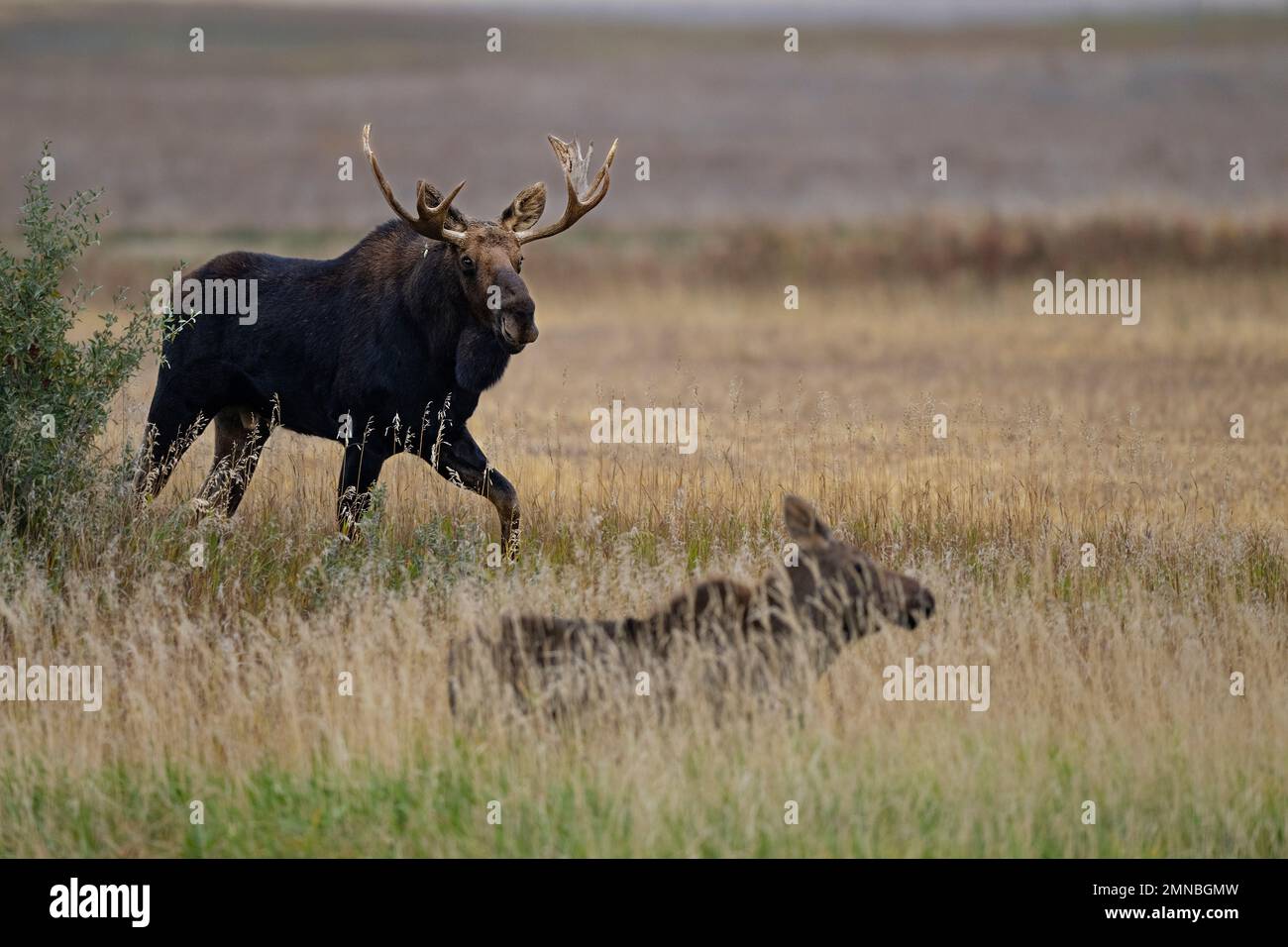 A Bull Moose in North Dakota Stock Photo - Alamy