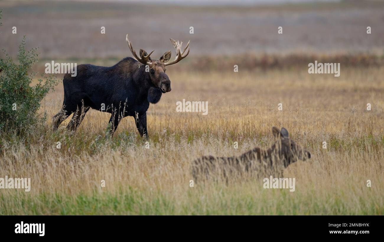 A Bull Moose in North Dakota Stock Photo - Alamy