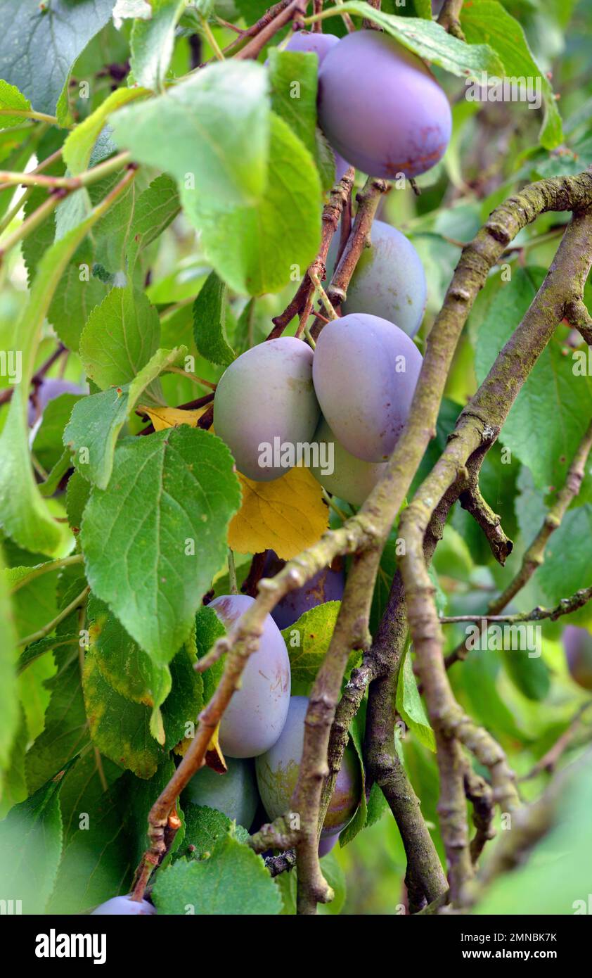 Plums hanging on a branch old plum tree Stock Photo - Alamy