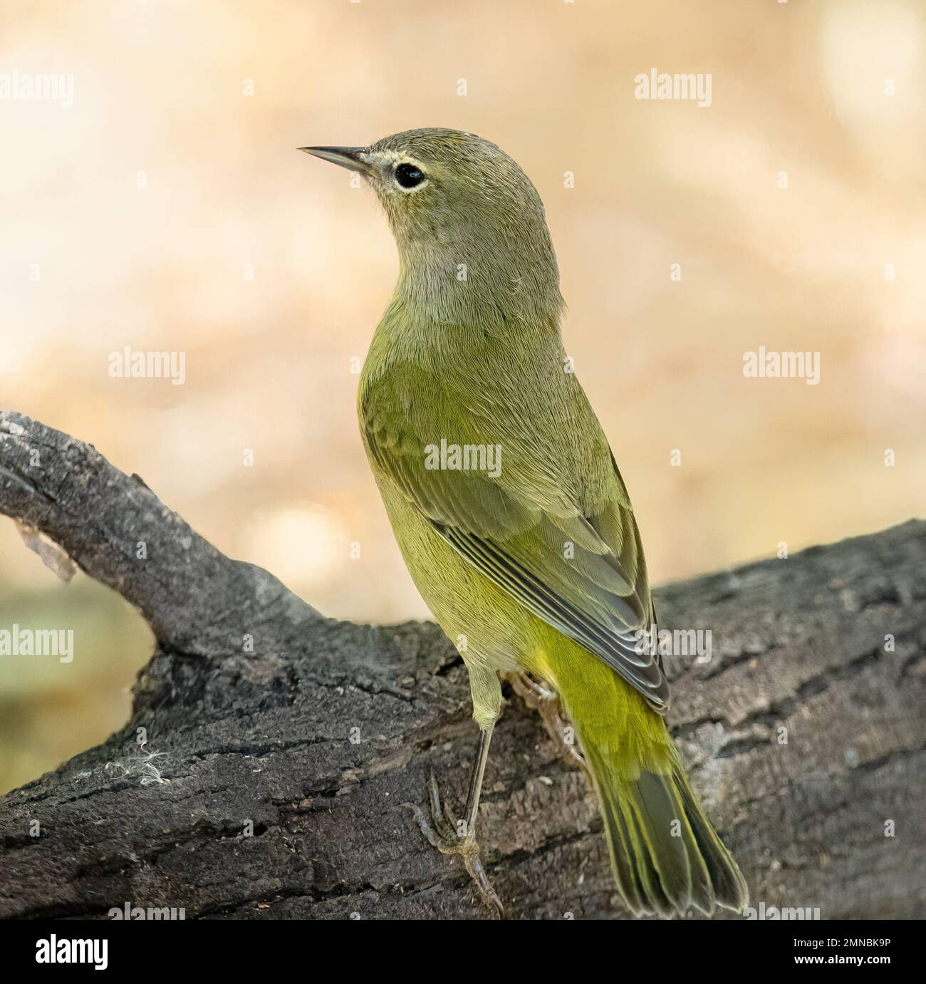 Orange-crowned Warbler feather details and coloring observed at close ...