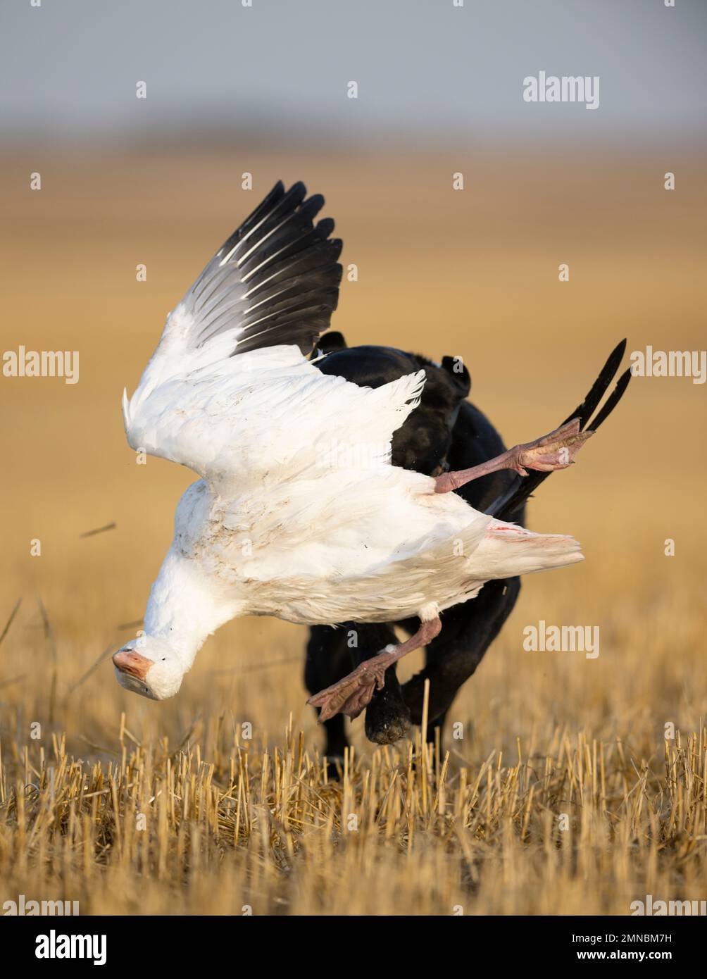 A Black Lab with a Snow Goose in North Dakota Stock Photo - Alamy