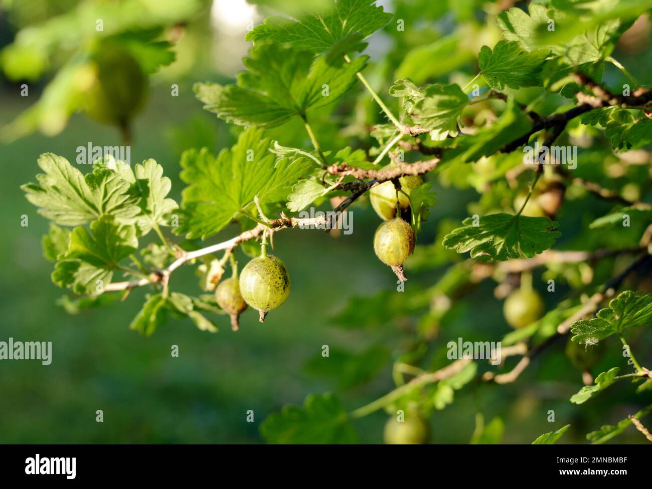 Growing red ripe gooseberries close hi-res stock photography and images ...