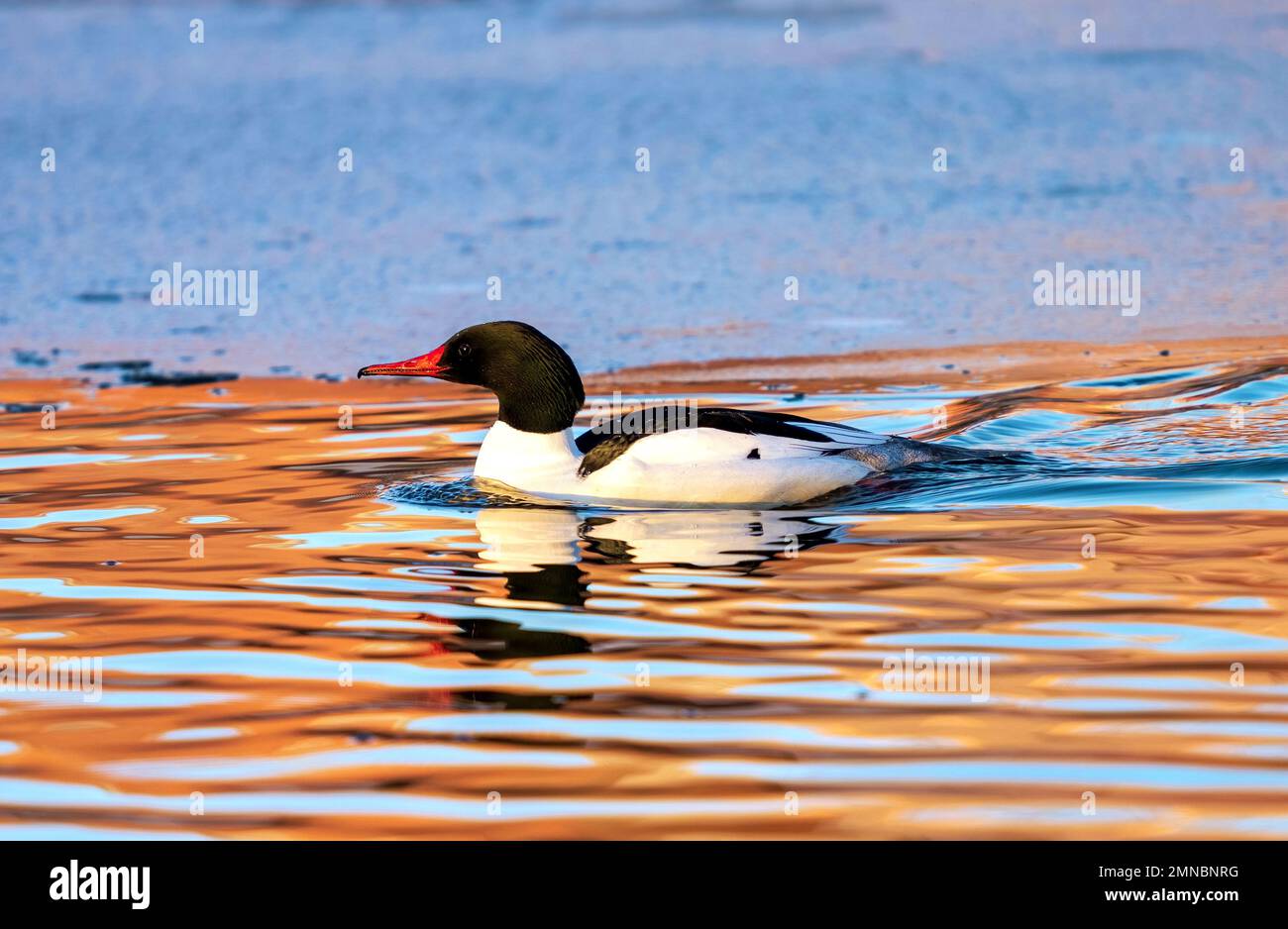 A Common Merganser drake swimming by the icy shoreline of a vibrantly ...
