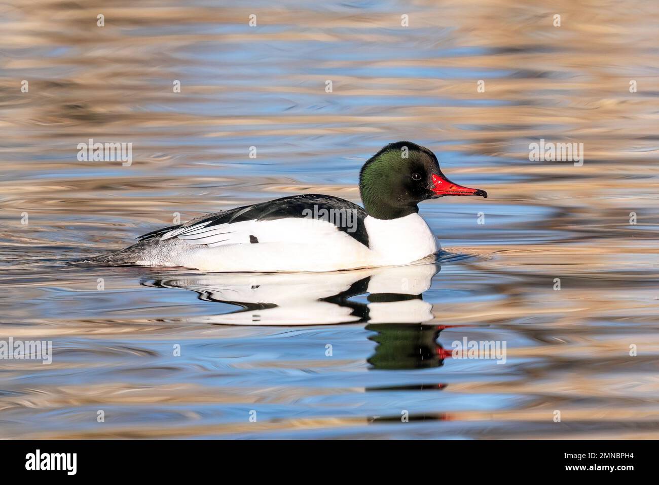 A Common Merganser duck drake floating in a pretty lake with soft blue ...