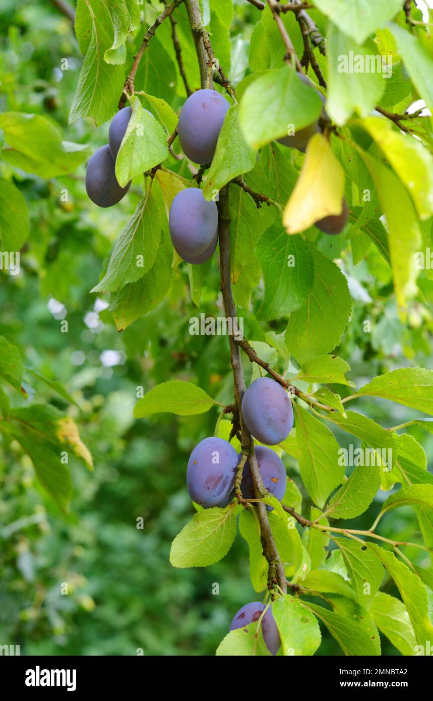 Plum tree ripe plums fruits hi-res stock photography and images - Alamy