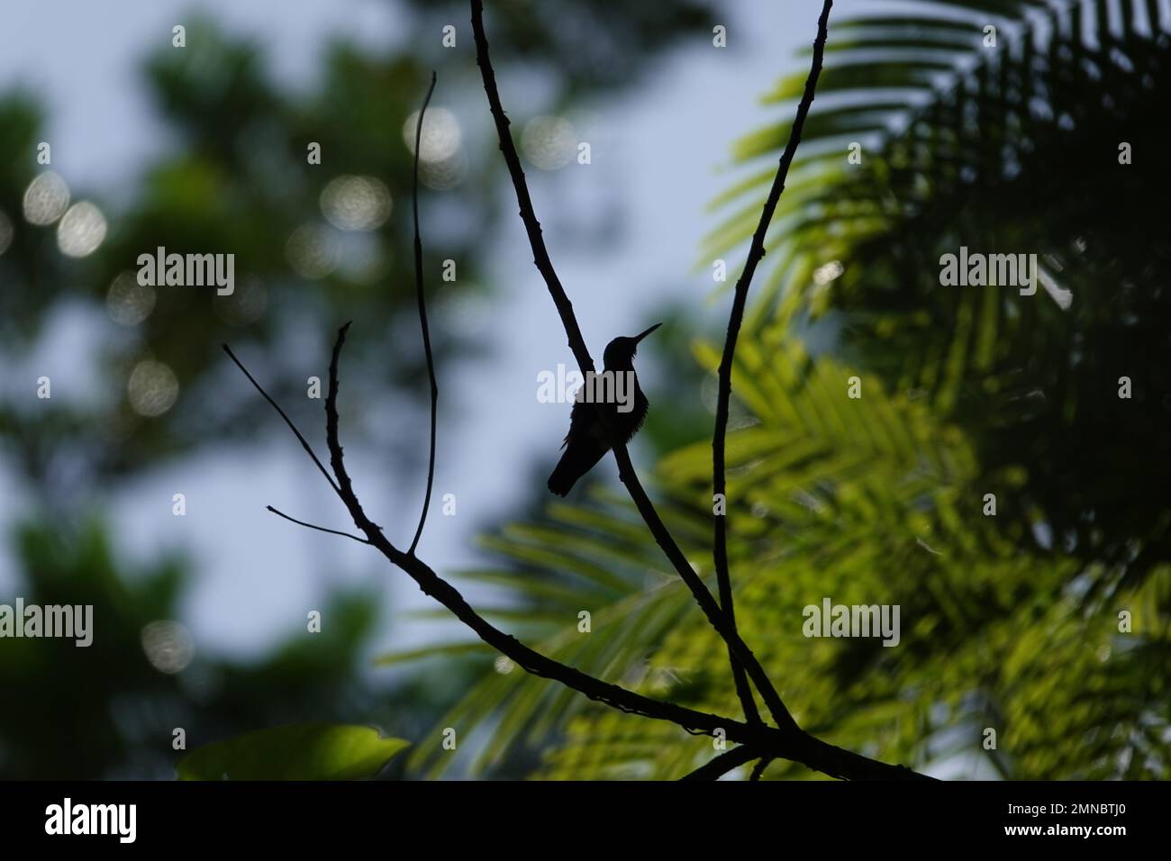 Hummingbird in Tortuguero Rainforest, Costa Rica Stock Photo - Alamy
