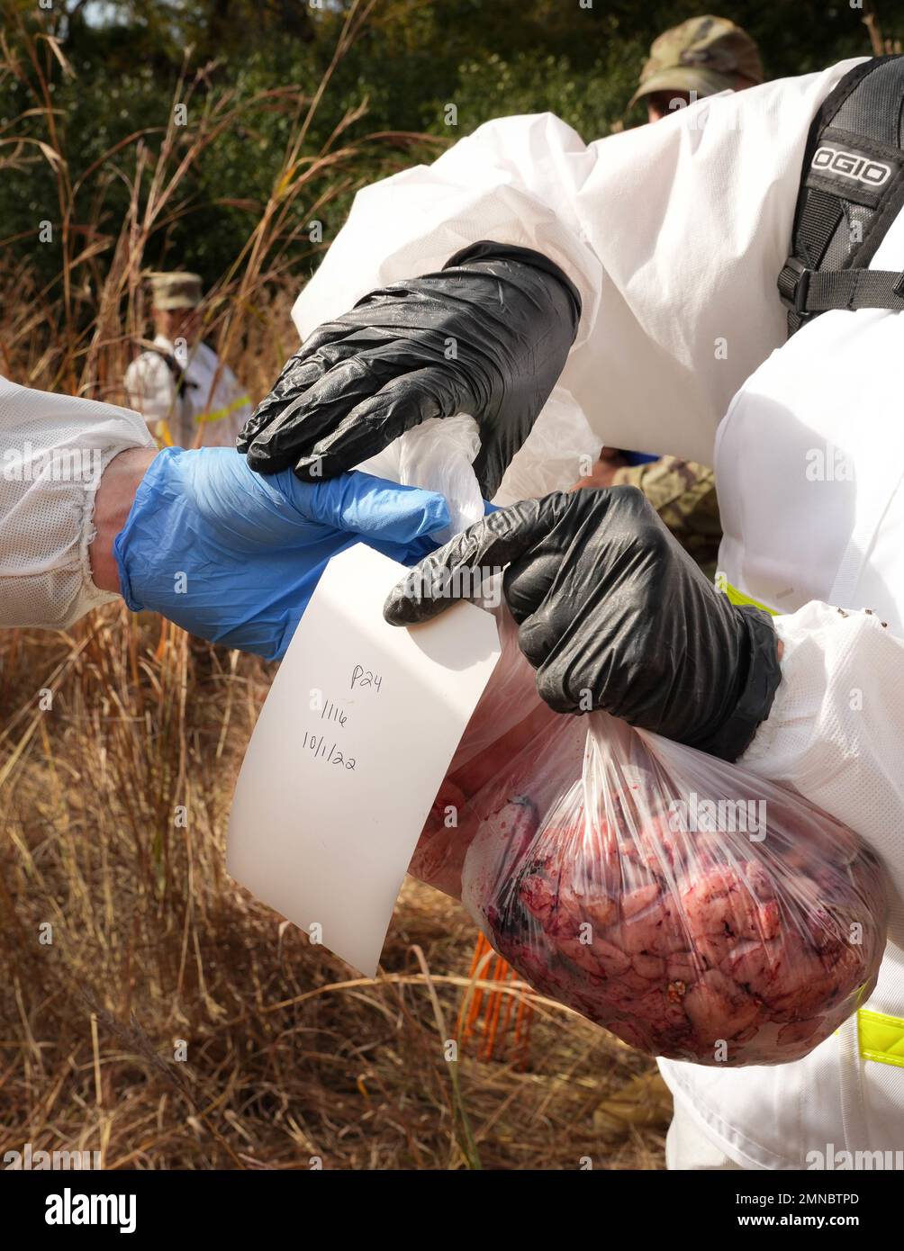 Animal remains are carefully tagged, photographed and collected during ...