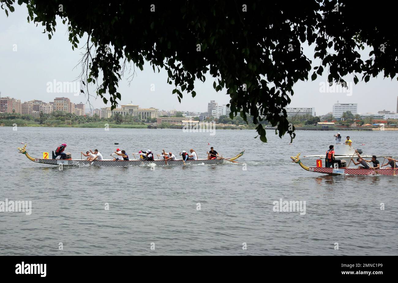 Rowing teams race on their dragon boats on the Nile River in Cairo ...