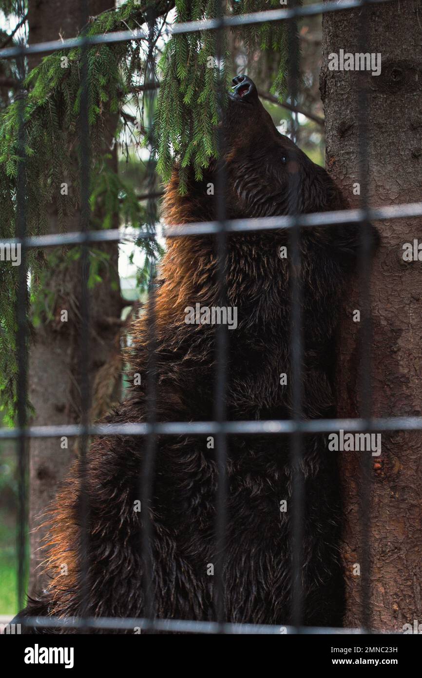A side view of a caged brown bear standing on hind legs scratching ...