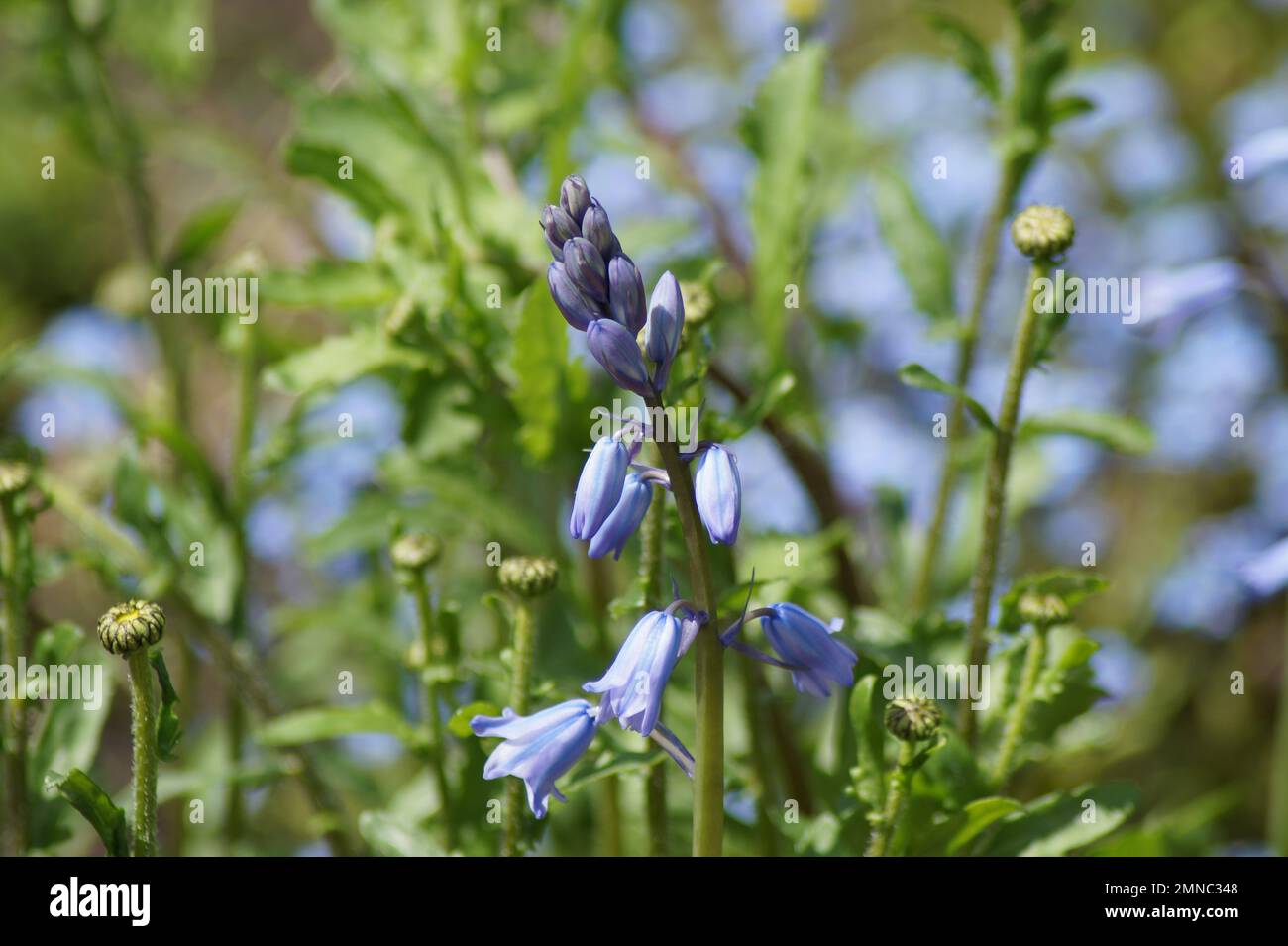 blue blossom of the rabbit bell Stock Photo - Alamy
