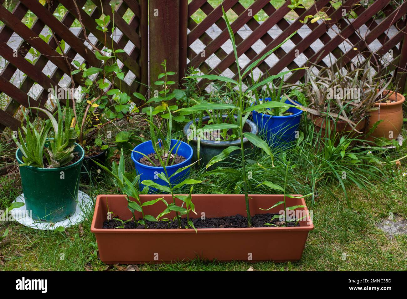 Root ginger sprouts hi-res stock photography and images - Alamy