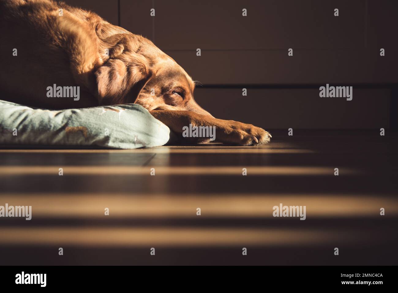 A fox red Labrador retriever gun dog lying indoors on a bed asleep with ...