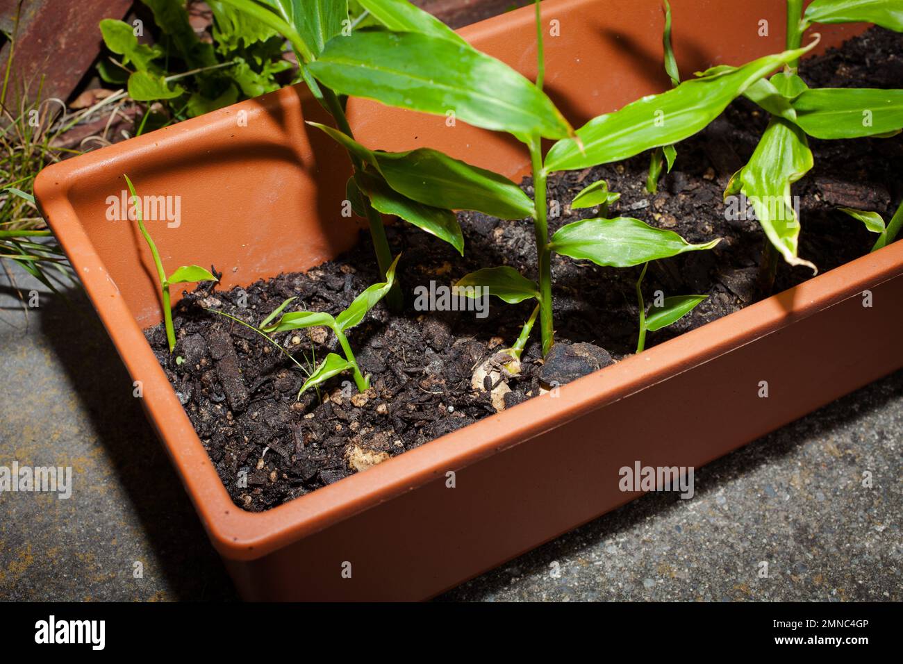 A Look at life in New Zealand: Root Ginger Plants (Zingiber officinale ...