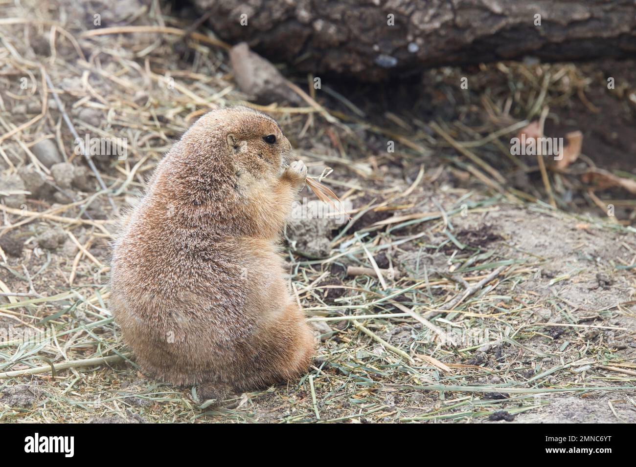 A brown groundhog sitting and eating straw in a blurred nature ...