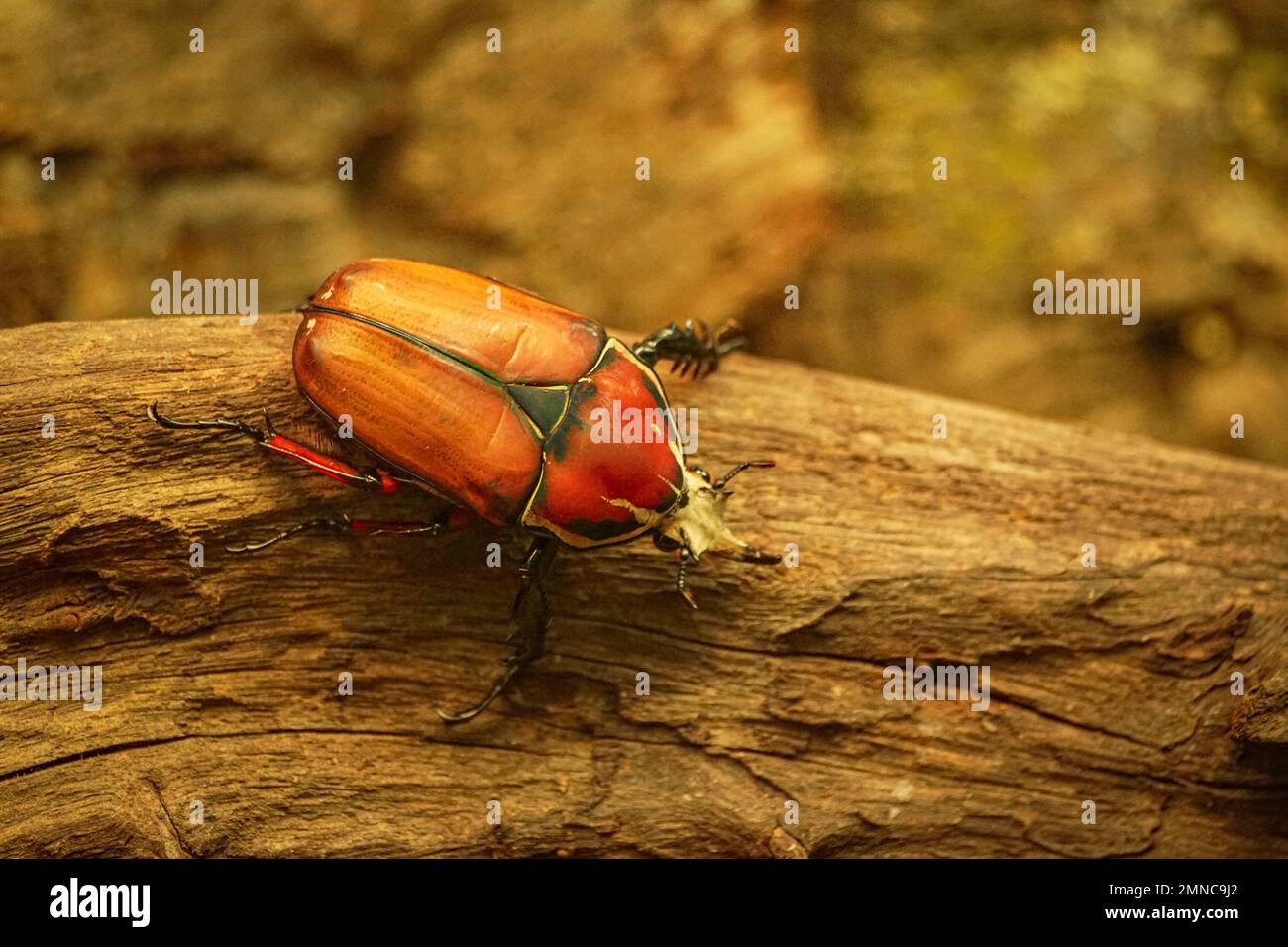 Big insect hi-res stock photography and images - Alamy