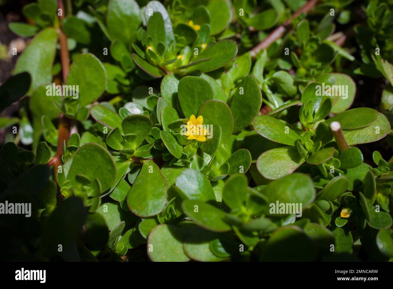 Pursley hi-res stock photography and images - Alamy