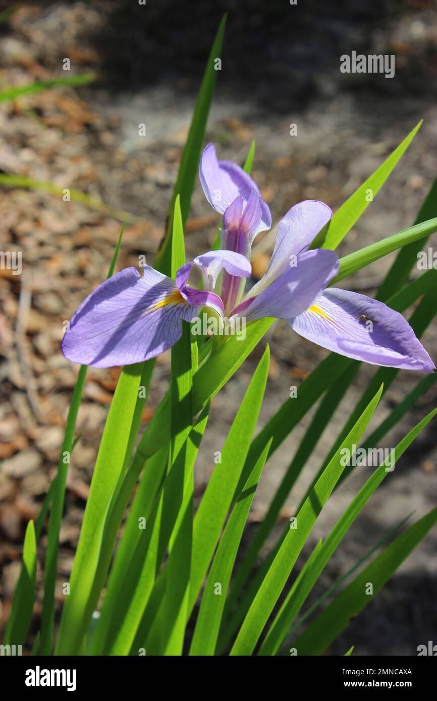 This April 5, 2018 photo shows one of several colors of Louisiana's ...