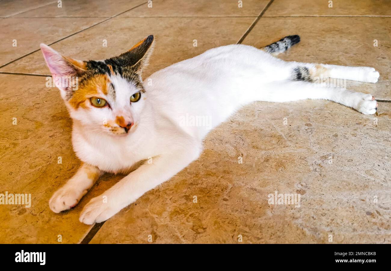 Portrait of a Mexican white cat while looking lovely and cute in the ...