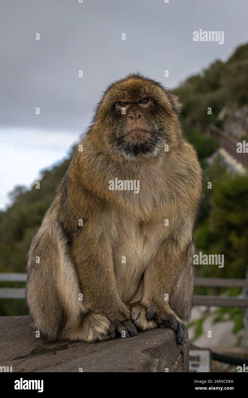 Barbary Macaque Monkey, Gibraltar Stock Photo - Alamy