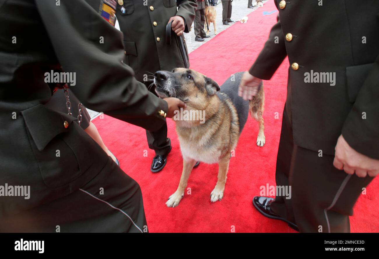 A police officer receives his new pet, a former police dog, after the ...
