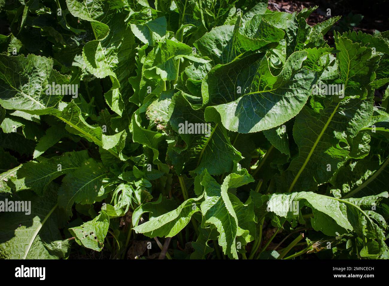 A Look at life in New Zealand: some of the wonderful herbs and veggies ...