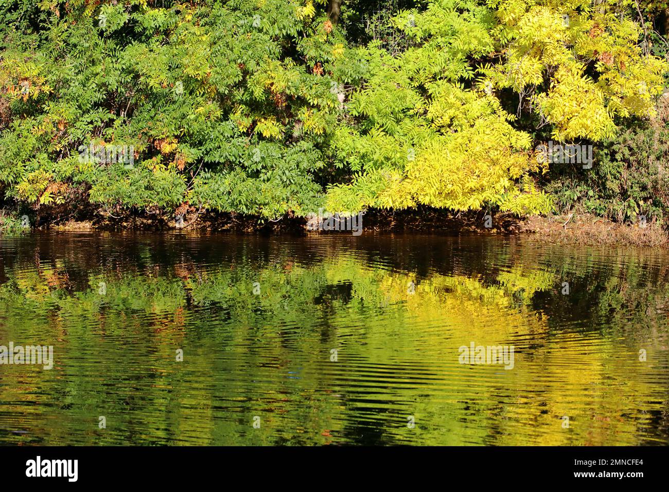 reflections of trees on water Stock Photo - Alamy