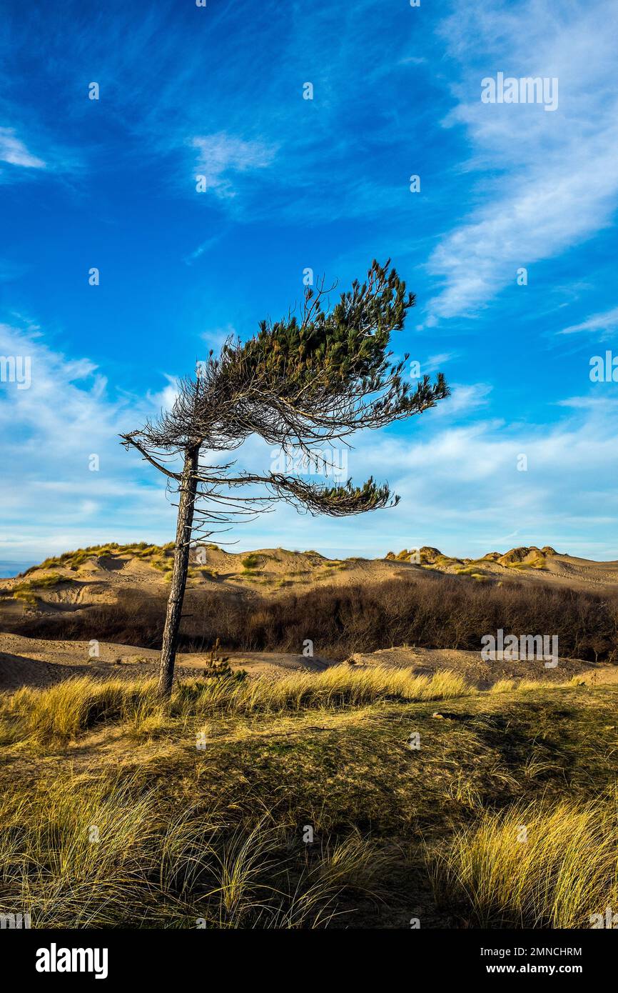 Windswept pine hi-res stock photography and images - Alamy