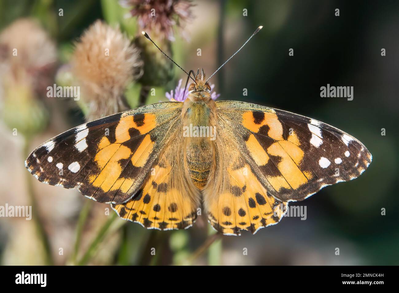 Painted wing fly hi-res stock photography and images - Alamy