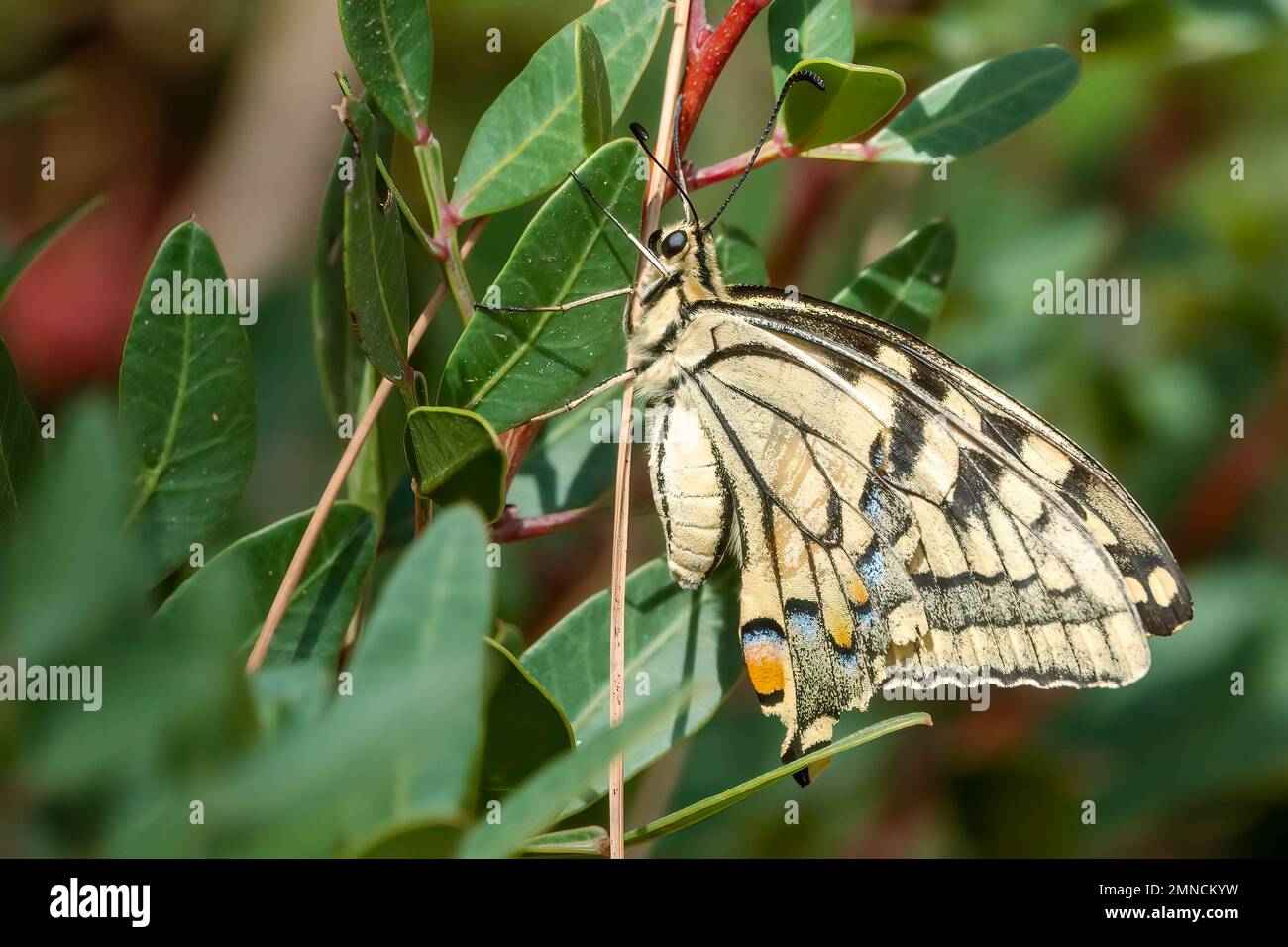 Red spotted swallowtail butterfly hi-res stock photography and images ...