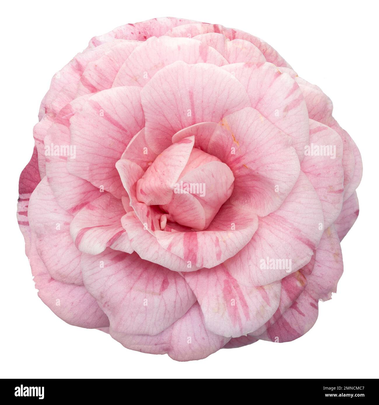 Pink camellia flower isolated on white background. Camellia japonica ...