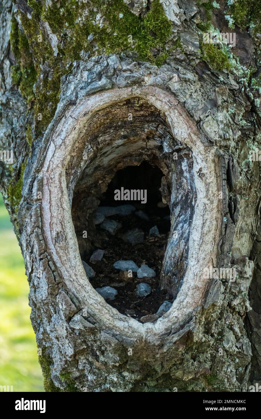 Cave, hole in old gnarled tree, shelter for animals Hole, hiding place ...