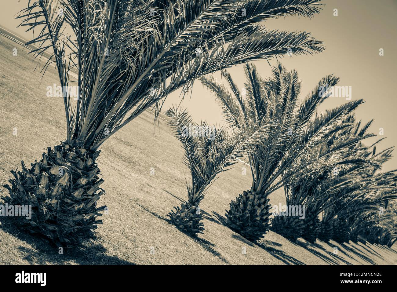 Palms, palm plants, tree, crown of a palm tree in dry Cape Town in ...