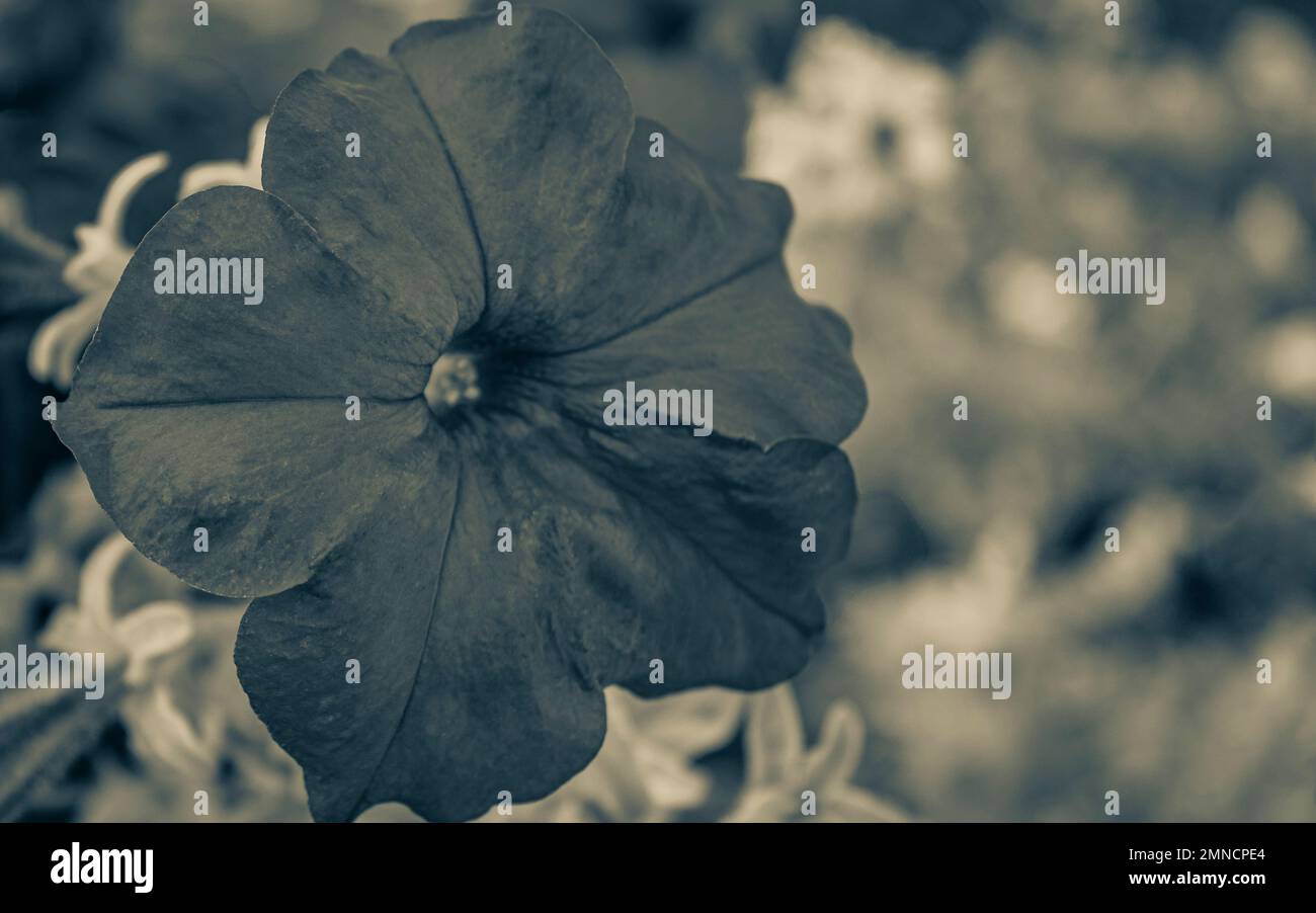 Iris kroatien hi-res stock photography and images - Alamy