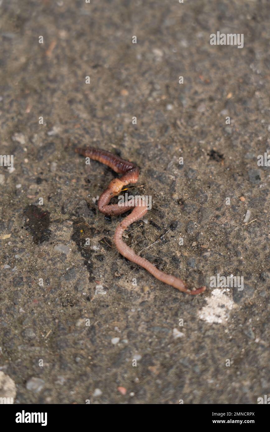Dead earthworm hi-res stock photography and images - Alamy