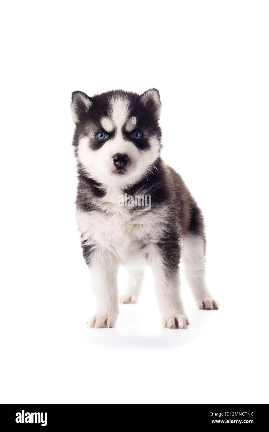 Purebred Siberian Husky puppy with blue eyes isolated on white ...
