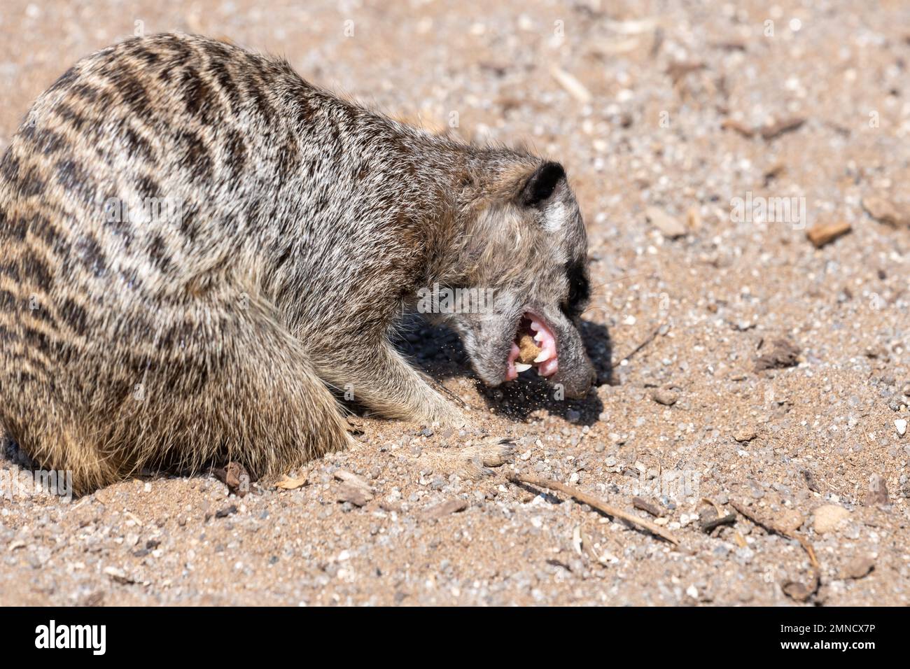 Portrait of a meerkat (suricata suricatta) eating a piece of food Stock ...