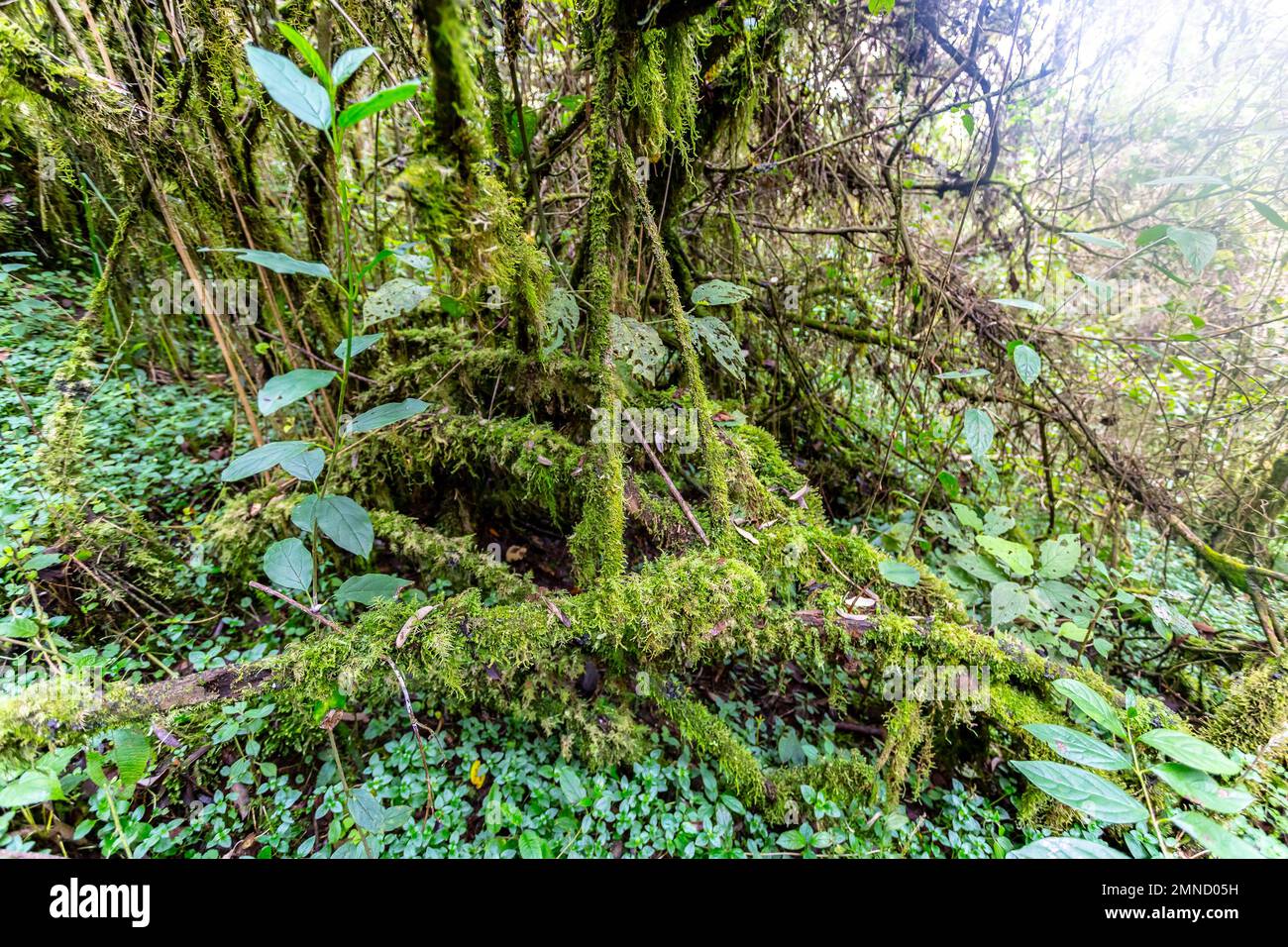 Mountain vegetation with its branches covered with moss Stock Photo - Alamy