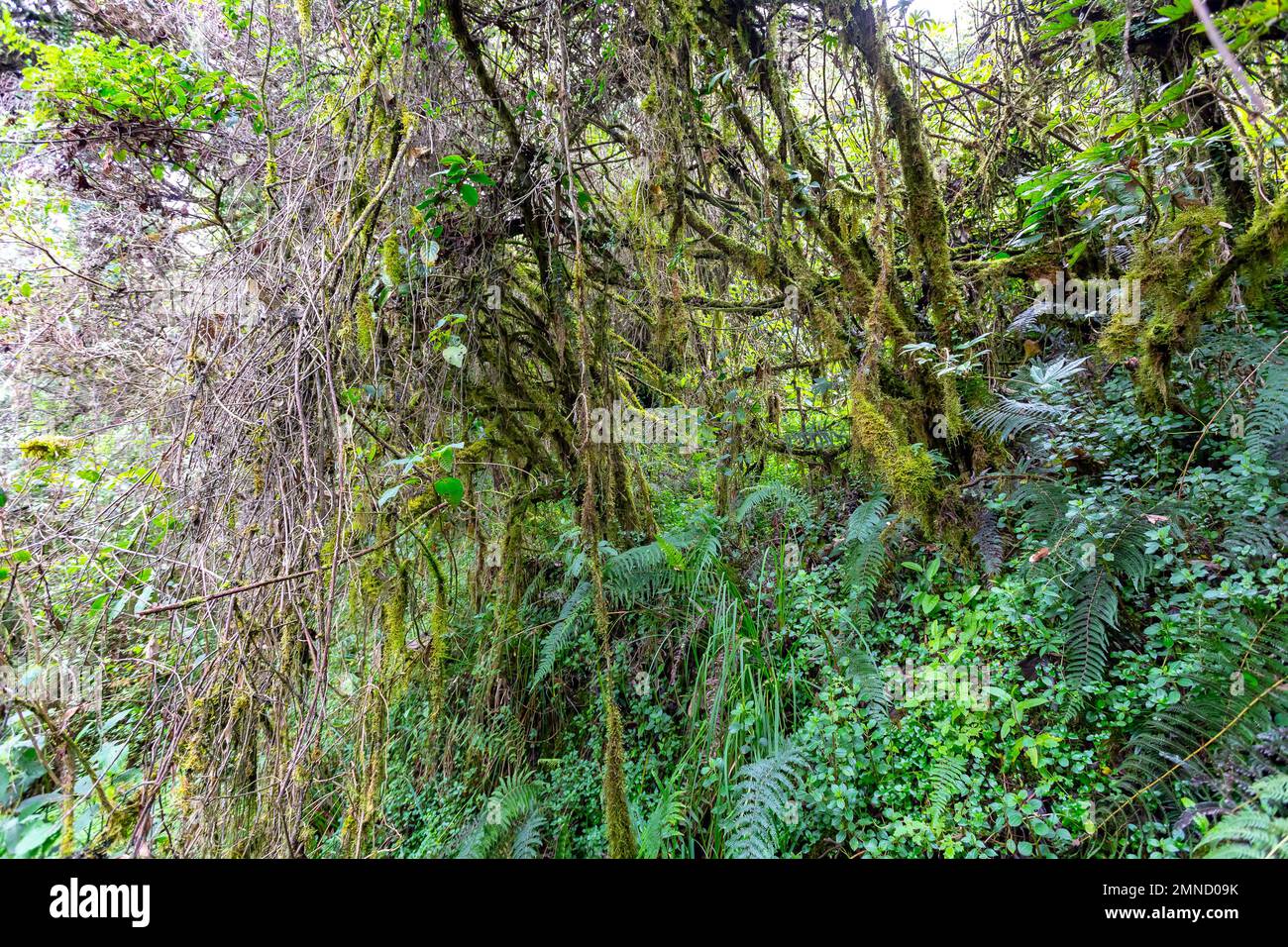 Mountain vegetation with its branches covered with moss Stock Photo - Alamy